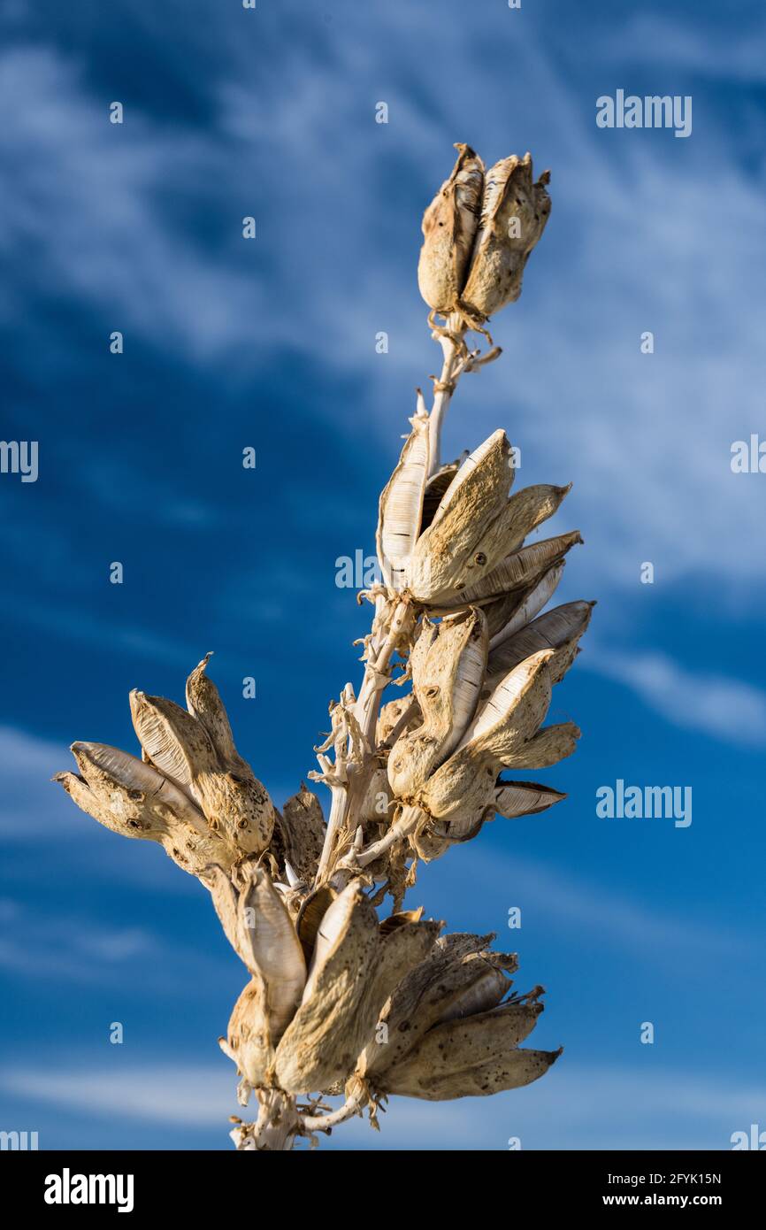 Detailed view of the dried seed pod of the Soaptree Yucca, Yucca elata ...