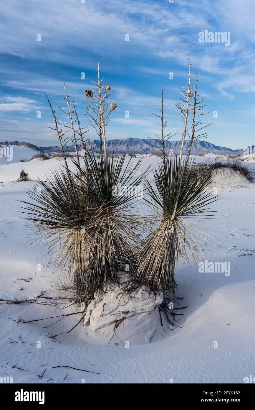 Soaptree yucca, Yucca elata, with dried flower stalks and seed pods in ...