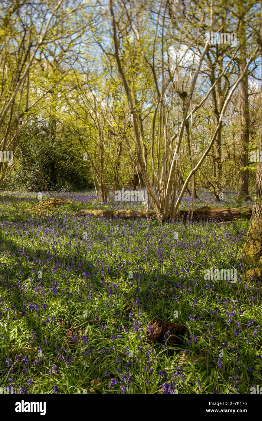 Spring English bluebells in the wider landscape under blue skies and ...