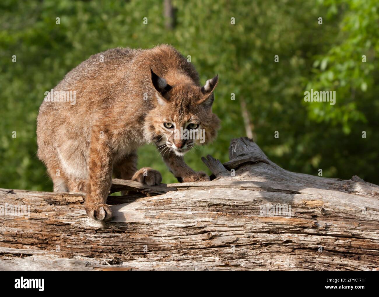 Bobcat on a Log Stock Photo - Alamy