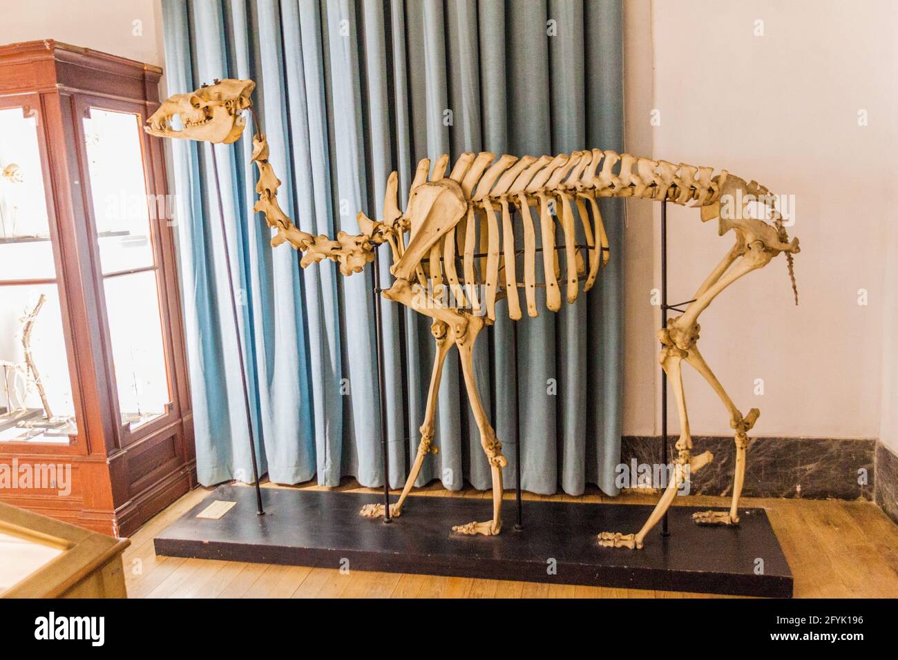 Skeleton of camel hi-res stock photography and images - Alamy
