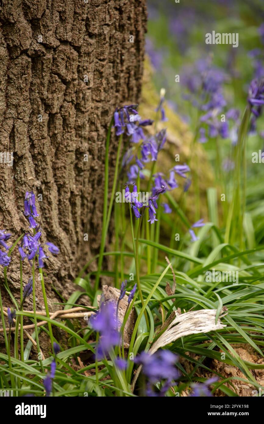 English bluebell, common bluebell, harebell in woodland and bright ...