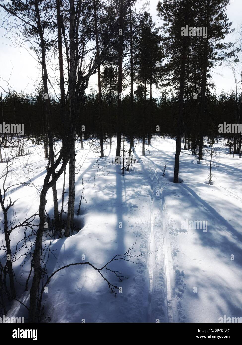 Backlit trees and ski tracks in Swedish winter Stock Photo - Alamy