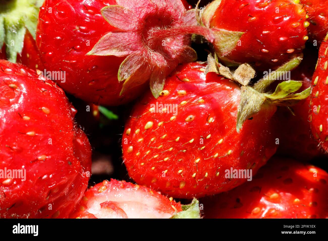 Industrial cultivation of strawberry plant. Ripe red fruits strawberry ...
