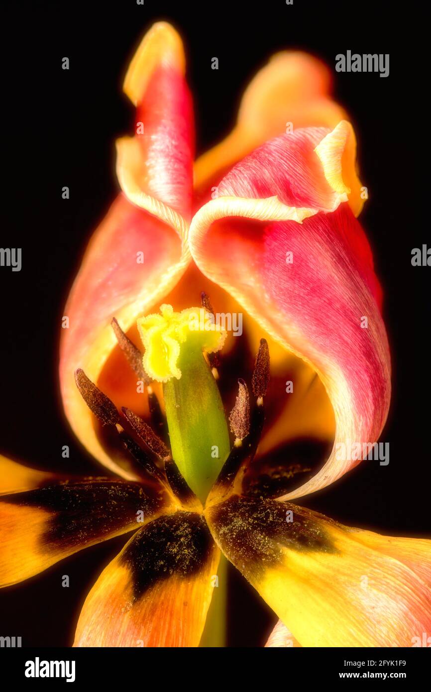 Macro photograph of tulip flower showing petals and reproductive organs ...