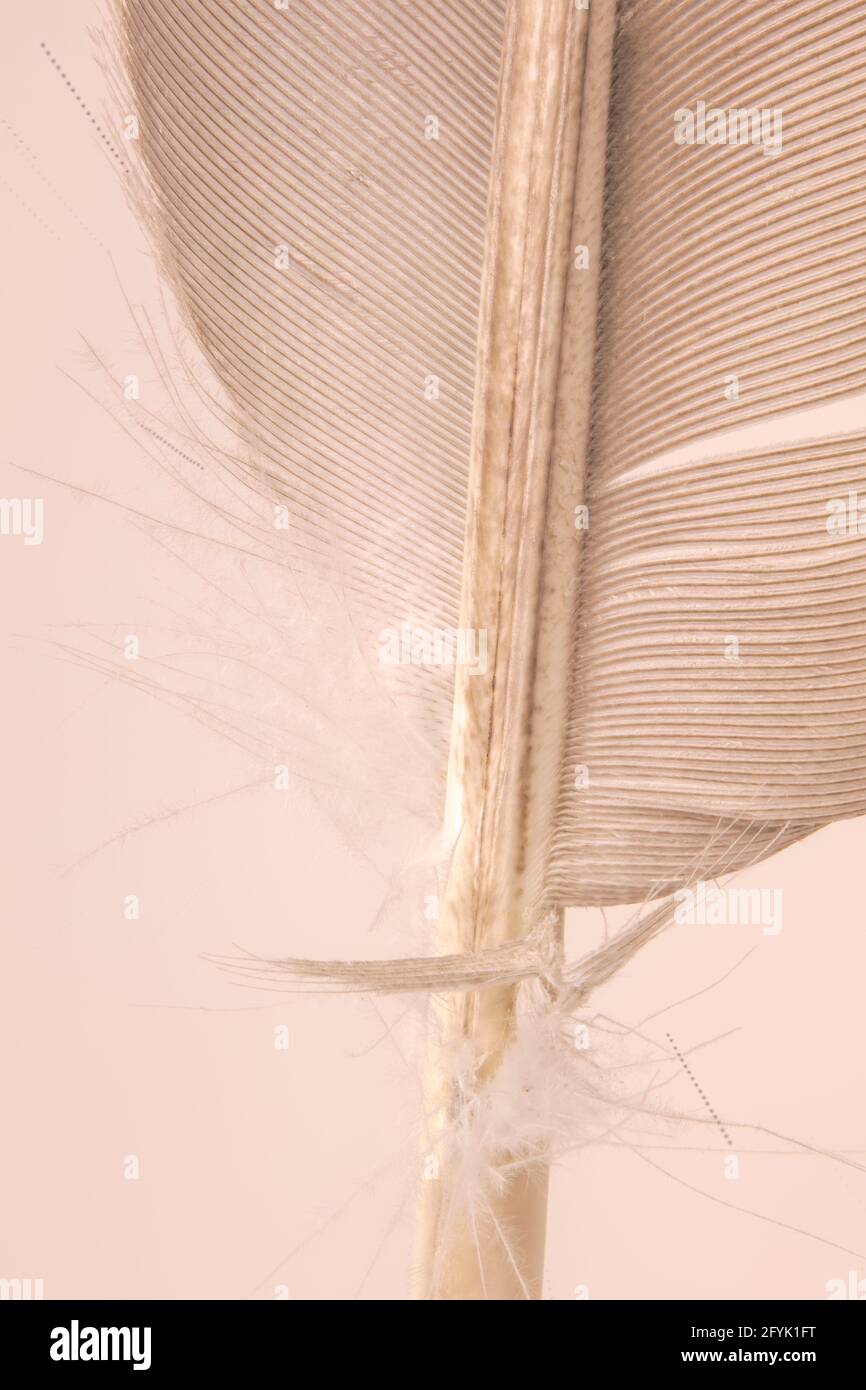 Still-life of single bird feather against solid background, textures ...