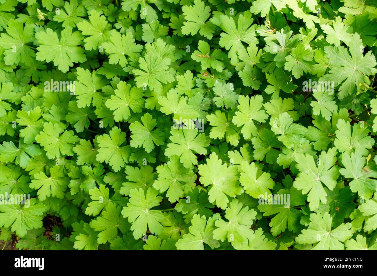 The beautiful background of rock crane's-bill (Geranium macrorrhizum ...