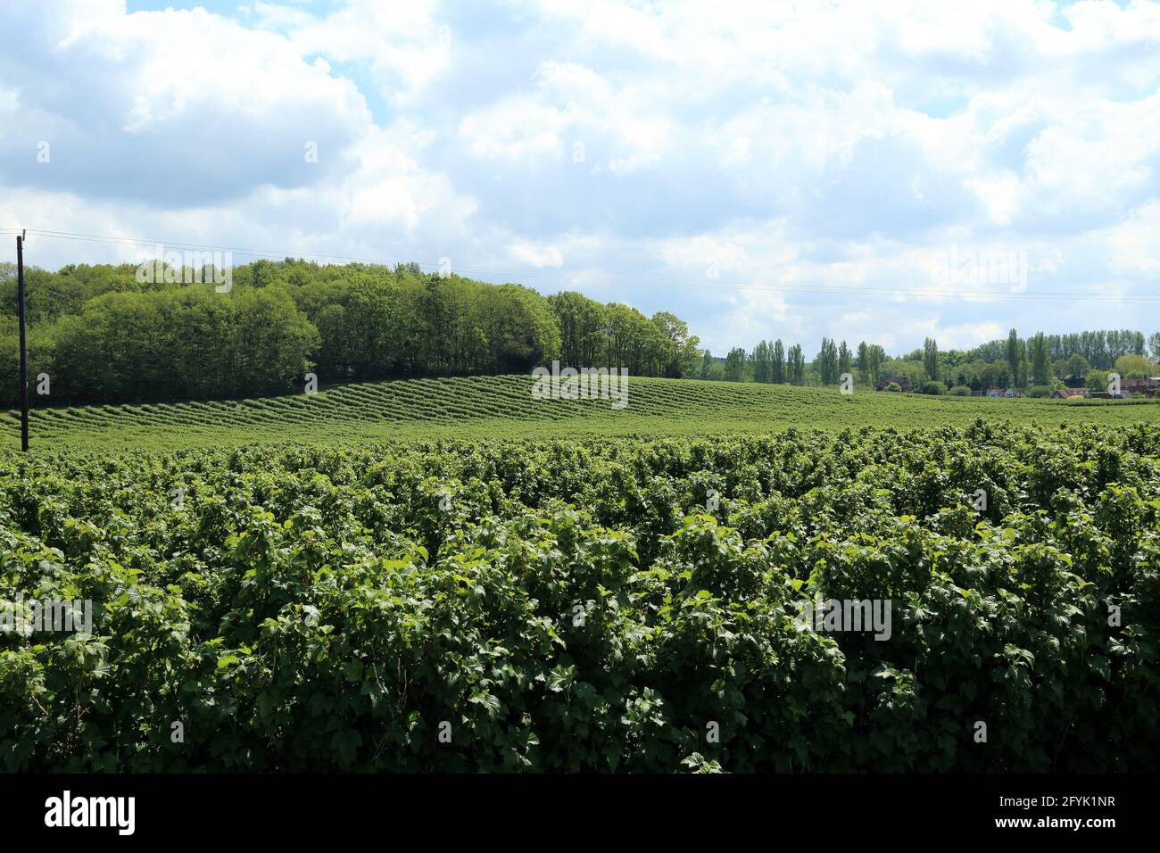 Boughton under blean kent england hi-res stock photography and images ...