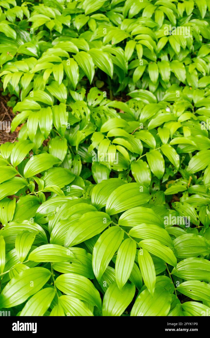 The beautiful background of green false hellebore (Veratrum viride ...