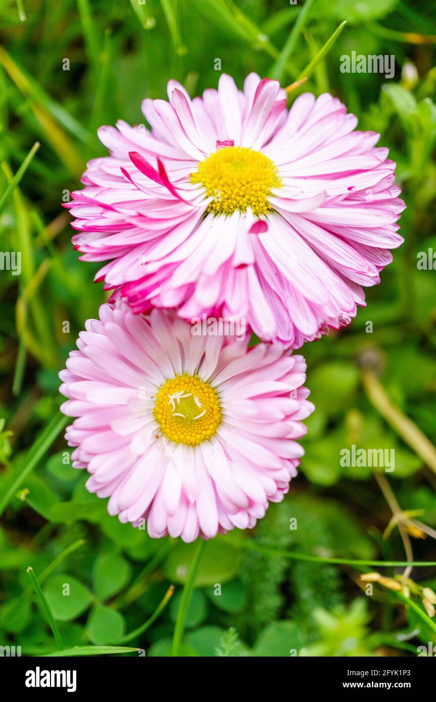 Pink bellis hi-res stock photography and images - Alamy