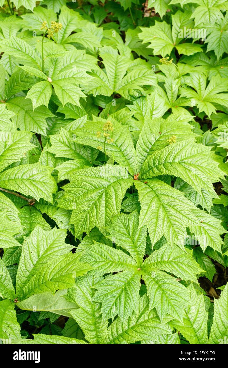 Podophylla hi-res stock photography and images - Alamy