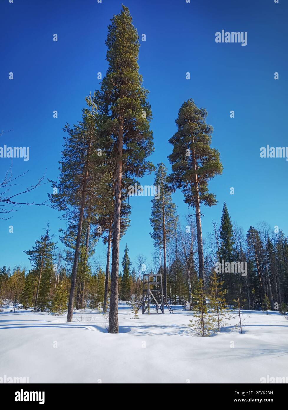 Swedish pines hi-res stock photography and images - Alamy