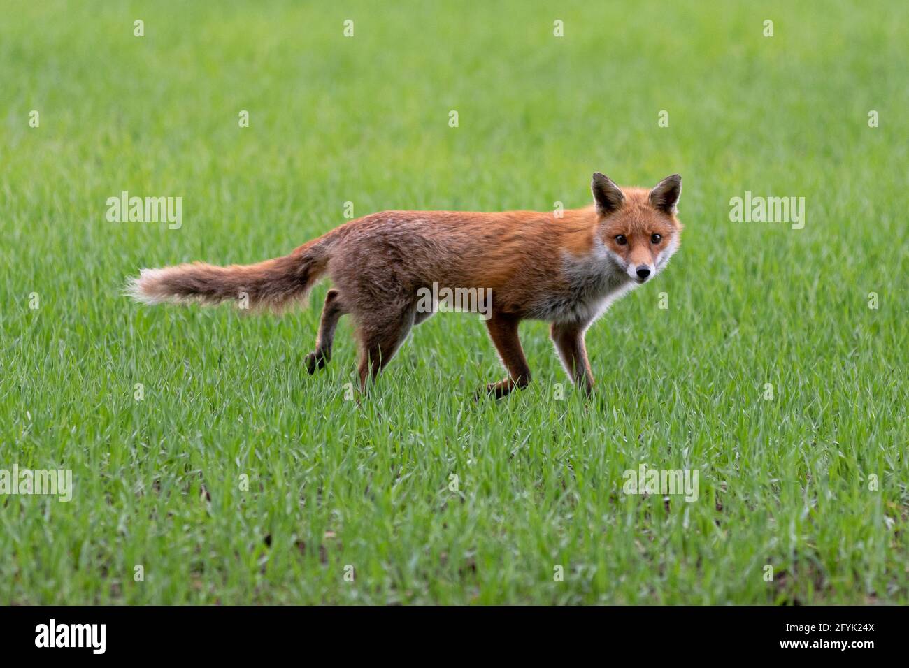 A fox in a crop field Stock Photo - Alamy