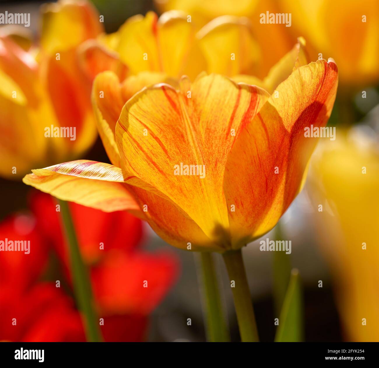 Macro photograph of Tulip flower structure Stock Photo - Alamy