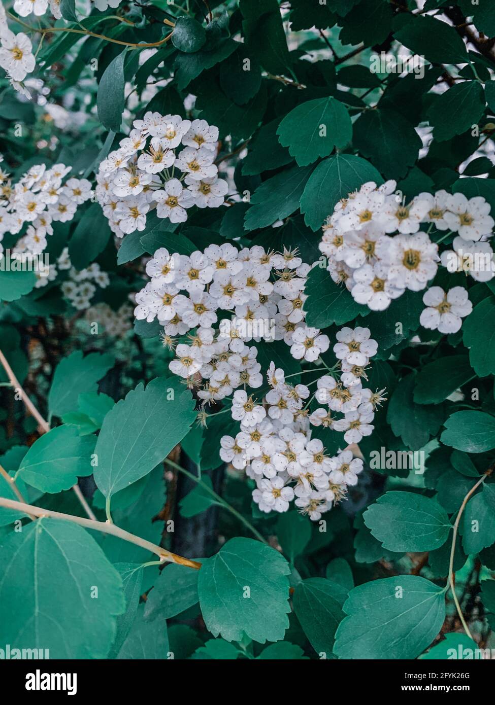 Closeup of bunches of tiny, white flowers in the woods Stock Photo - Alamy
