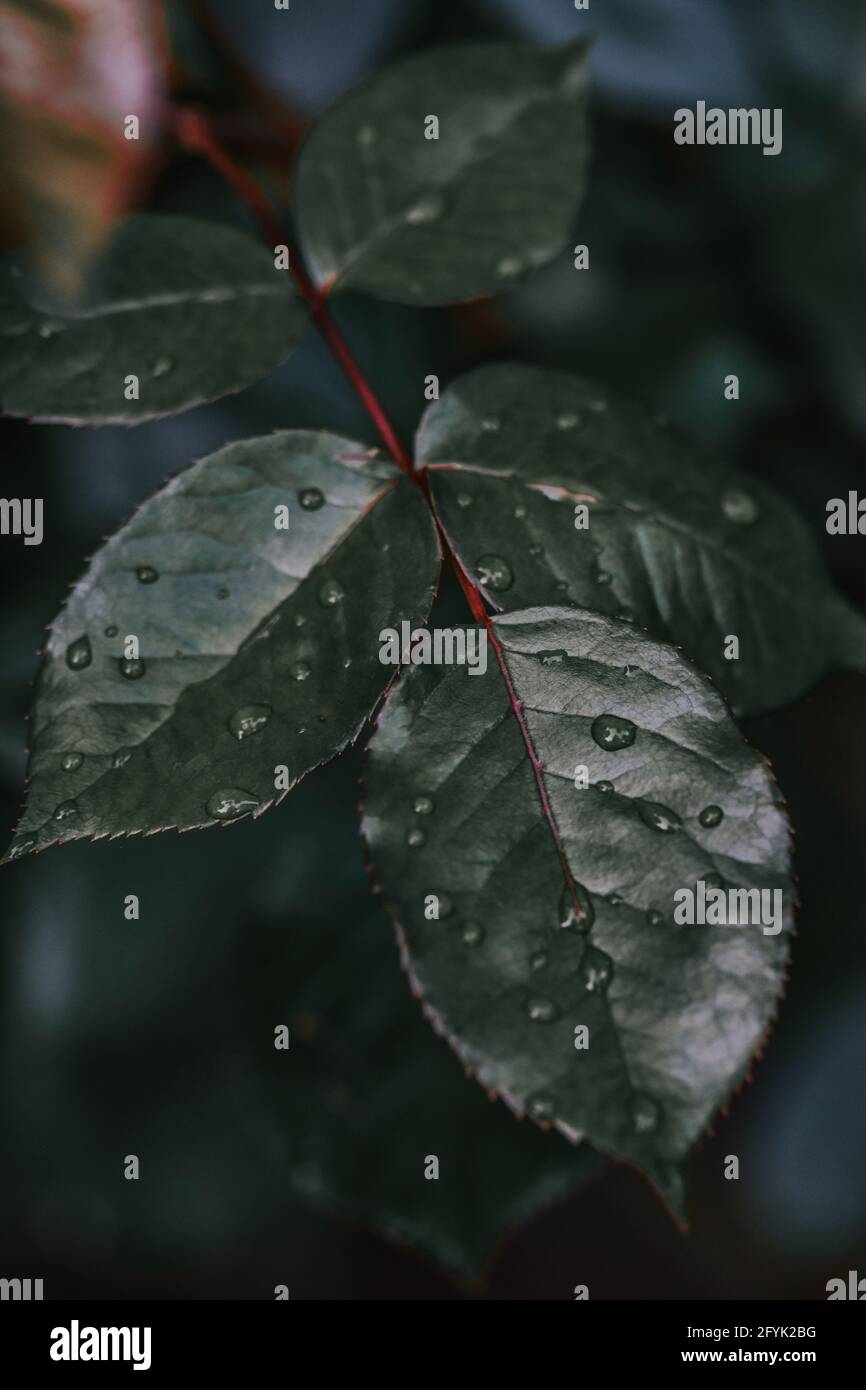 Closeup of leaves with a few drops of water at a garden Stock Photo - Alamy