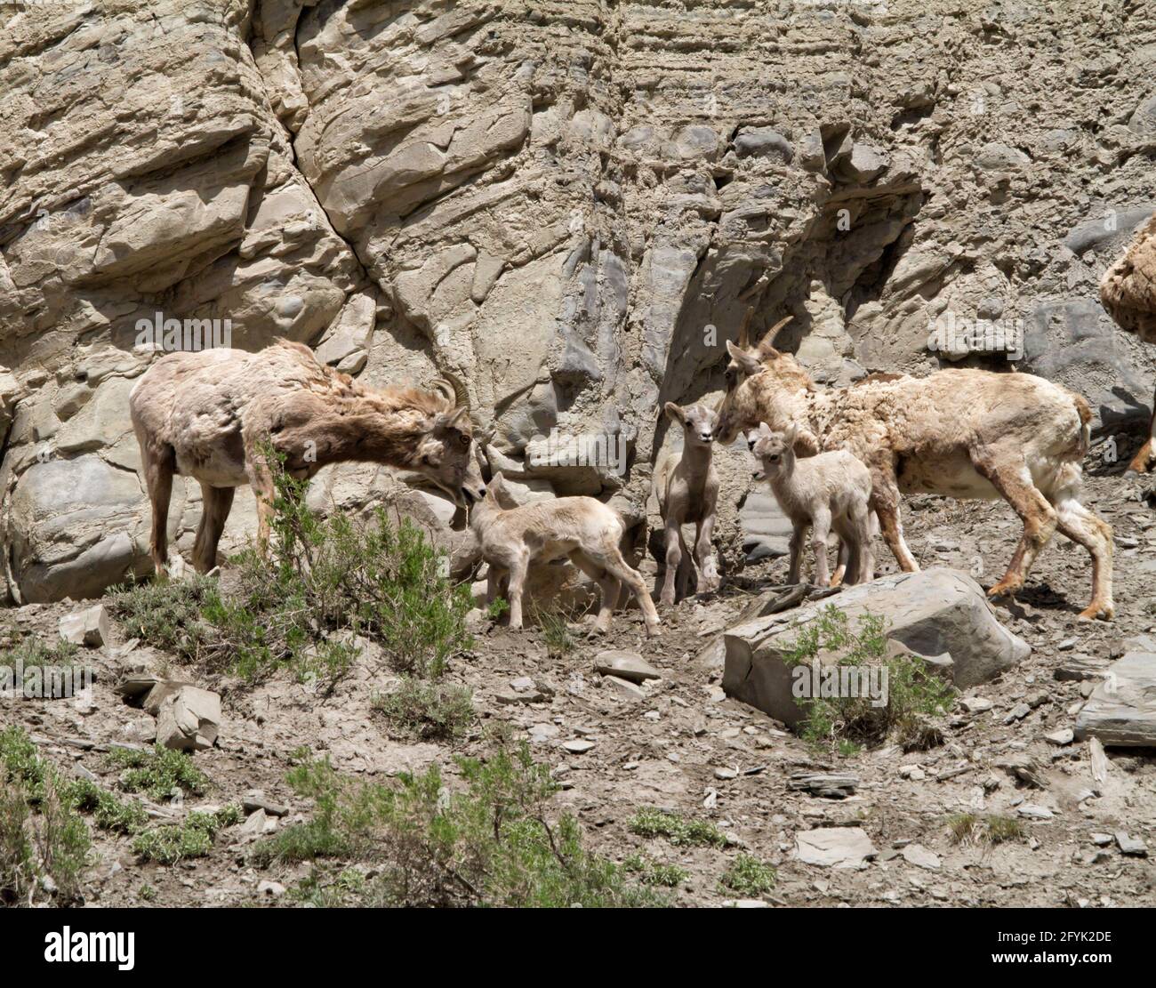 Big Horn Sheep Family Stock Photo - Alamy