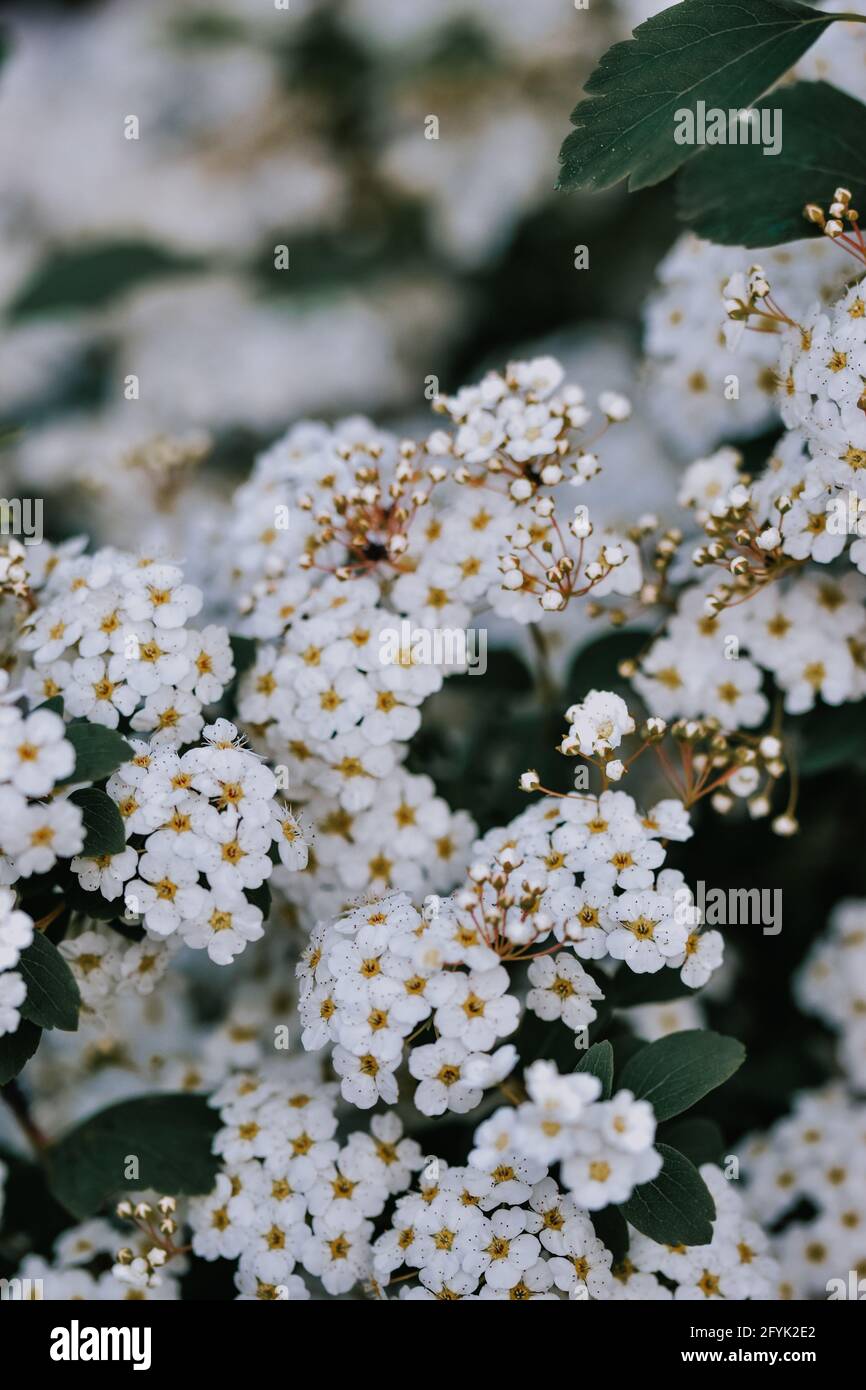 Soft focus of bunches of tiny, white flowers in the woods Stock Photo ...