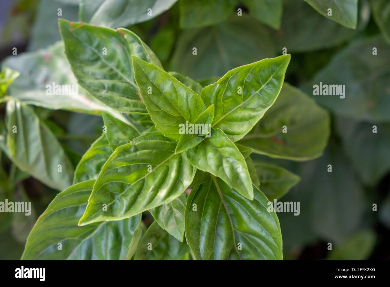Fresh green basil broadleaf plant ocimum basilicum background. Sweet ...