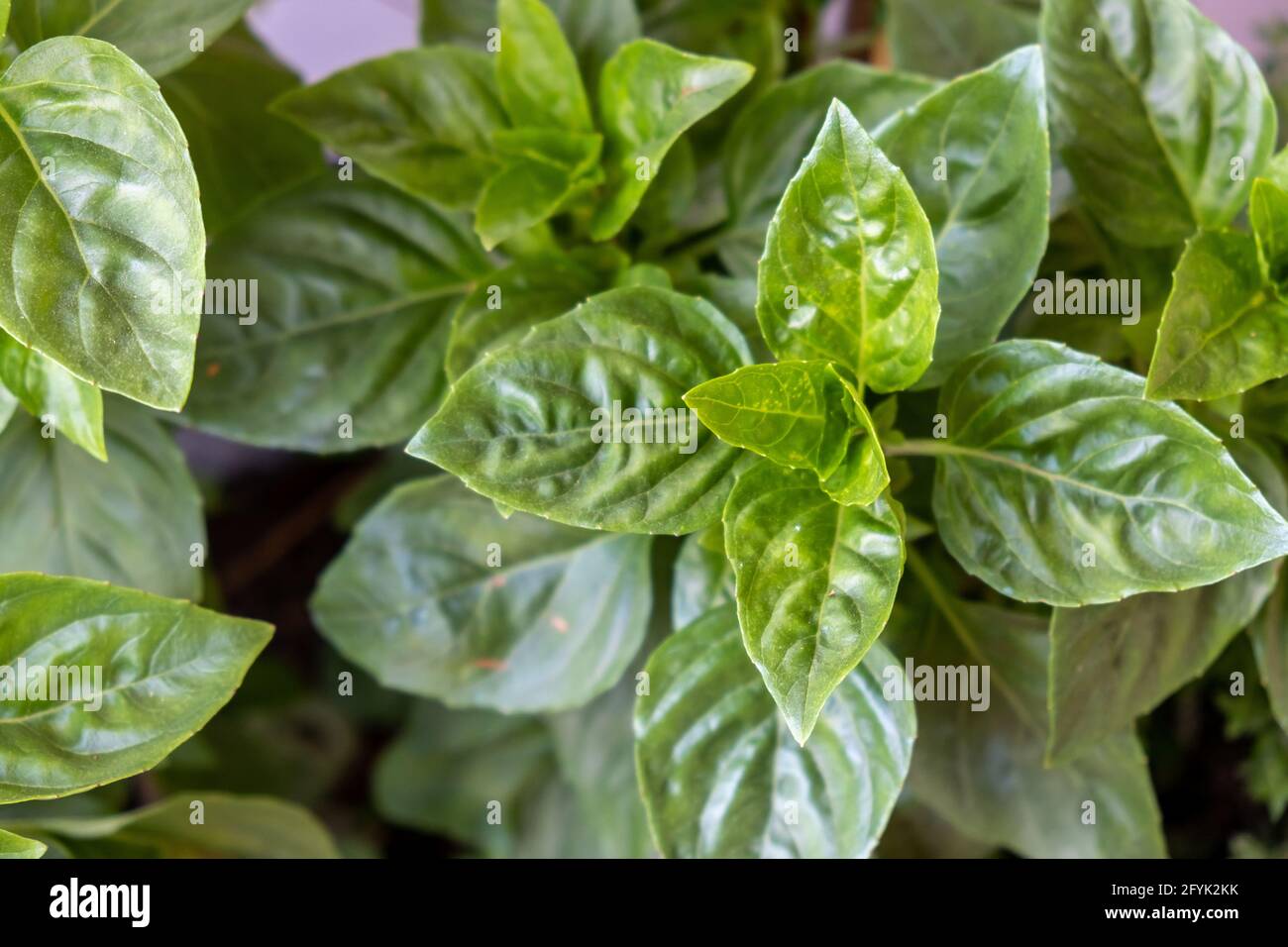 Green herb plants concept. Fresh sweet or great basil broadleaf ocimum ...