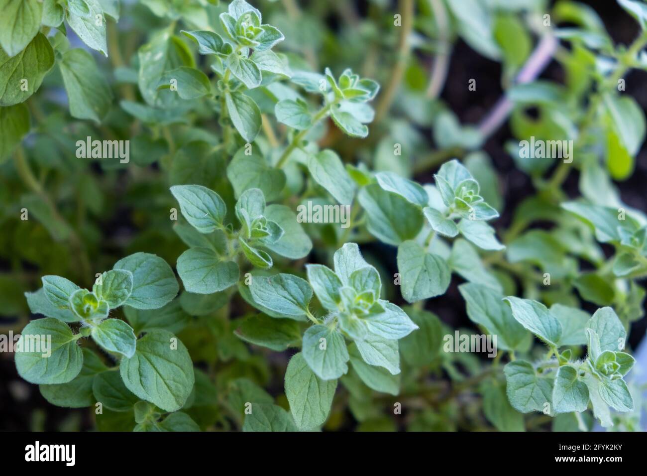 Fresh oregano properties concept. Origanum vulgare aromatic green ...
