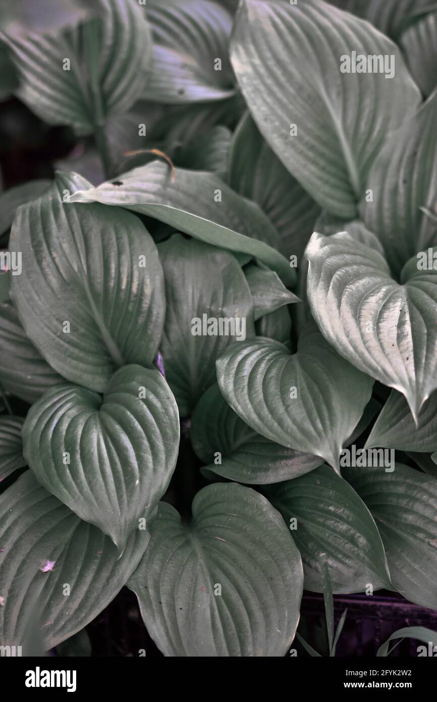 Vertical shot of hosta leaves - great for wallpaper Stock Photo - Alamy