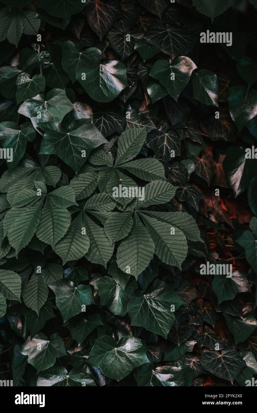Vertical shot of various leaves - a beautiful nature background Stock ...