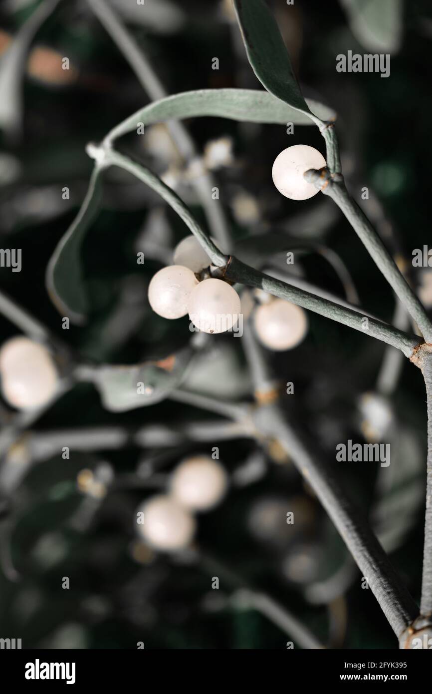 Vertical shot of mistletoe flowers under sunlight - great for wallpaper ...