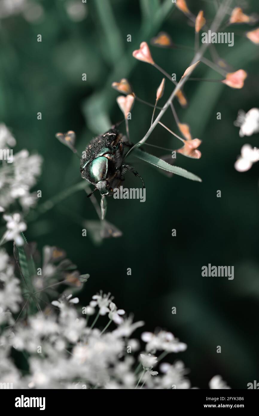 Closeup shot of a green bug on a branch of a plant Stock Photo - Alamy