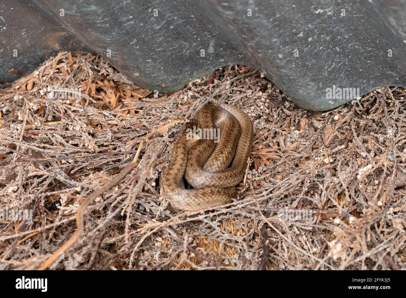 Smooth snake (Coronella austriaca), a rare reptile species in the UK ...