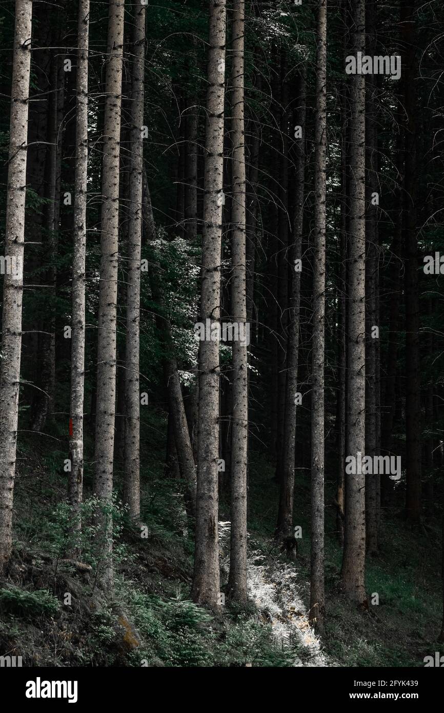 Vertical shot of tall tree trunks in a forest Stock Photo - Alamy