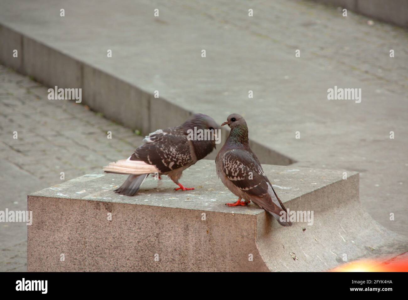 Cute couple of pigeons Stock Photo - Alamy