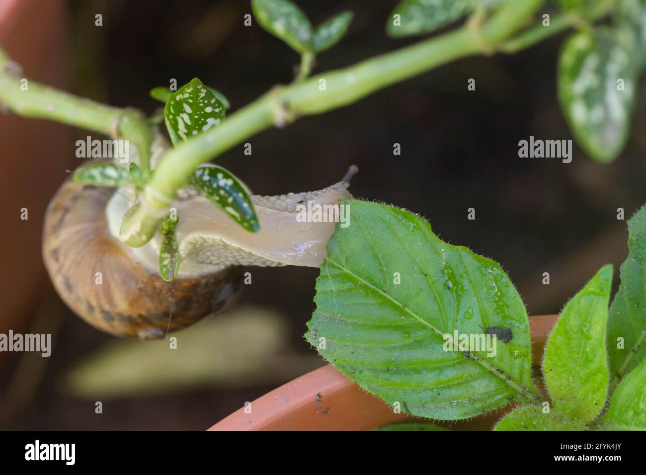 Mollusc eating hi-res stock photography and images - Alamy