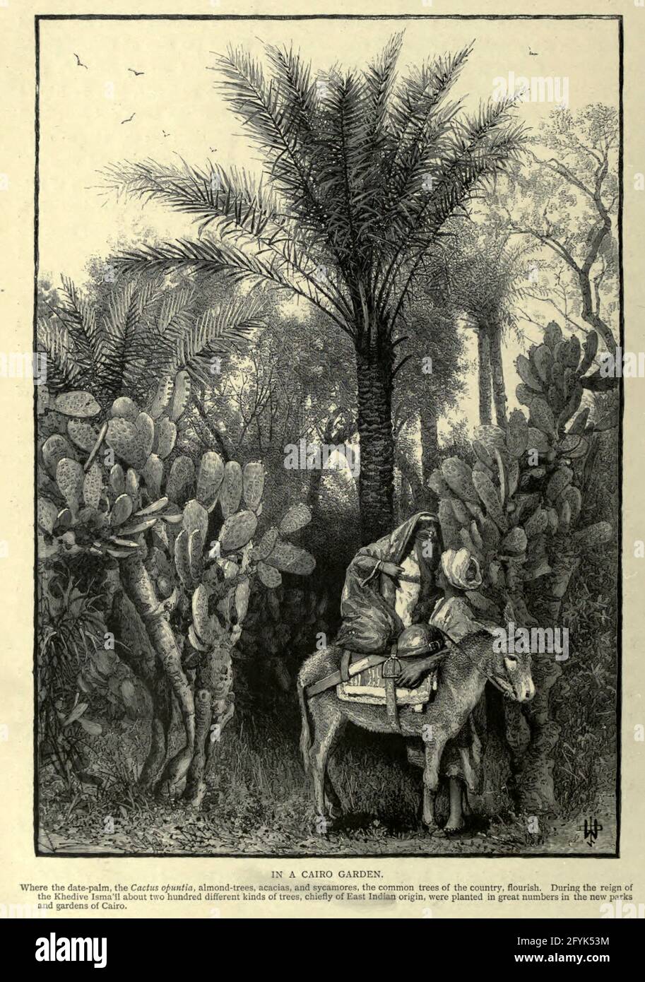 IN A CAIRO GARDEN. Where the date-palm, the Cactus opuntia, almond ...