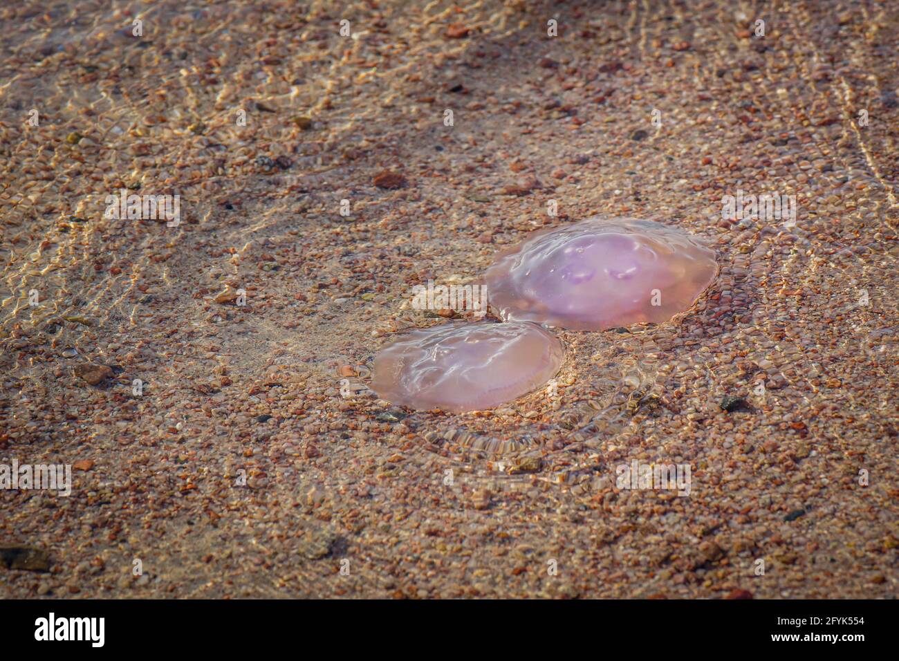 Closeup of jellyfish on the beach covered in pebbles and sand under the ...