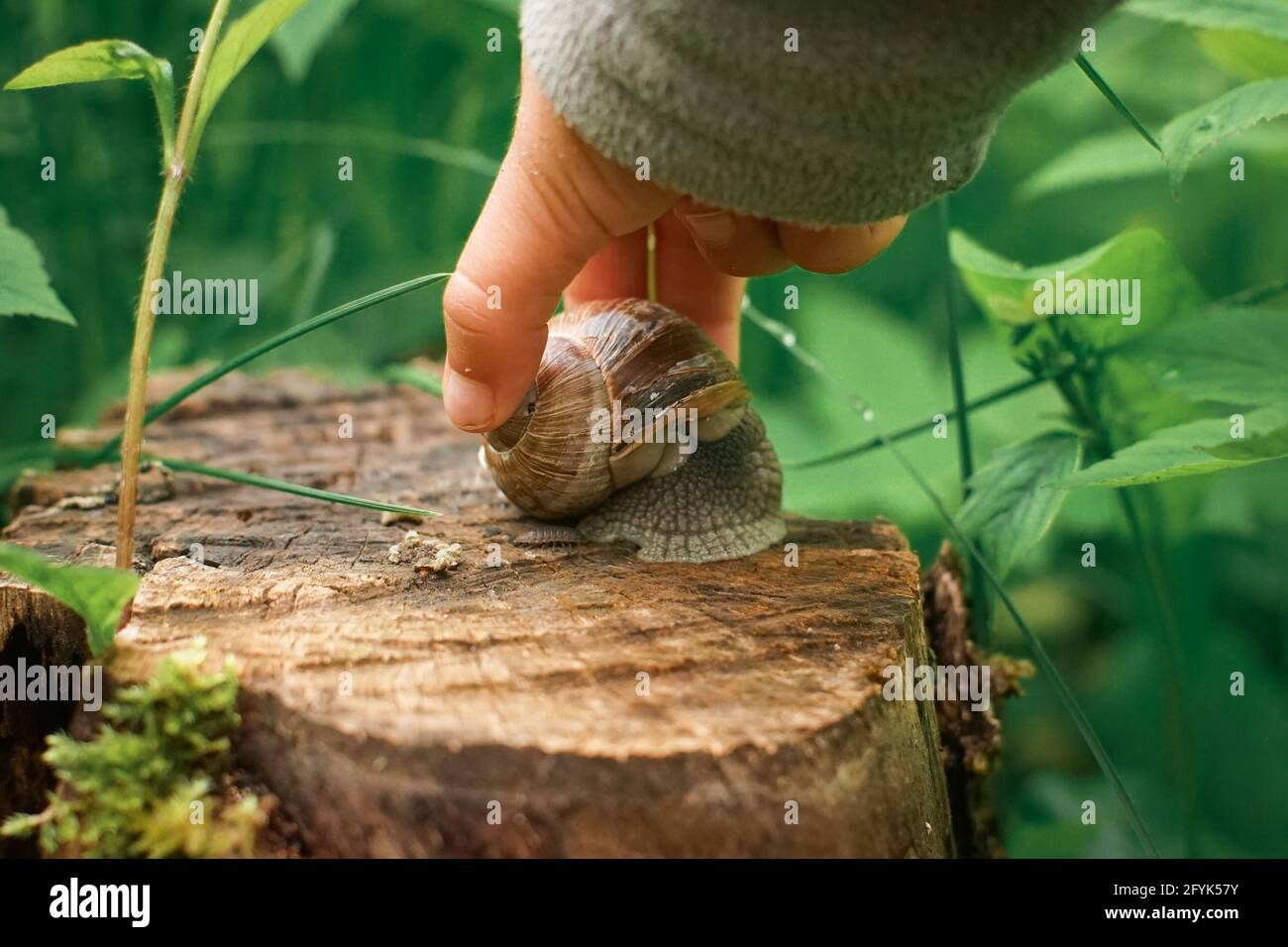Closeup of a kid taking a snail off a tree stump in a field under the ...