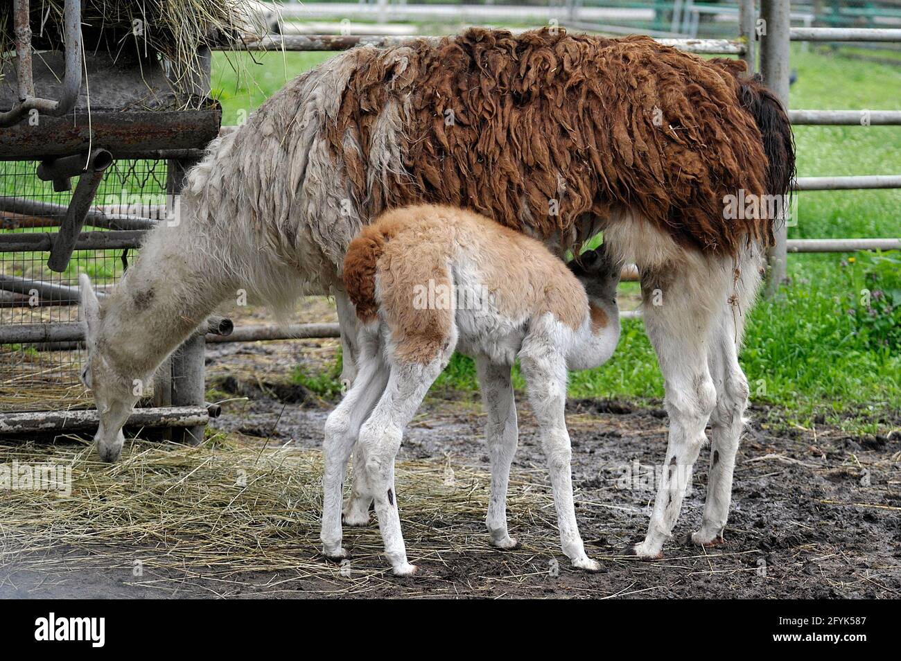 VINNYTSIA, UKRAINE - MAY 28, 2021 - A llama is pictured next to her newborn foal in the ...