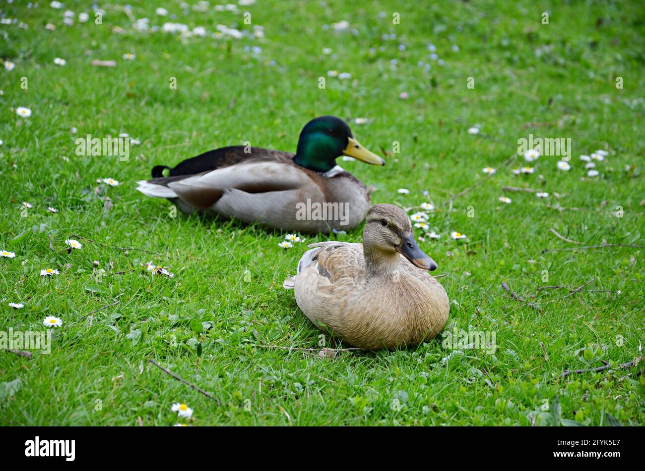 Flying mallard water meadow hi-res stock photography and images - Alamy