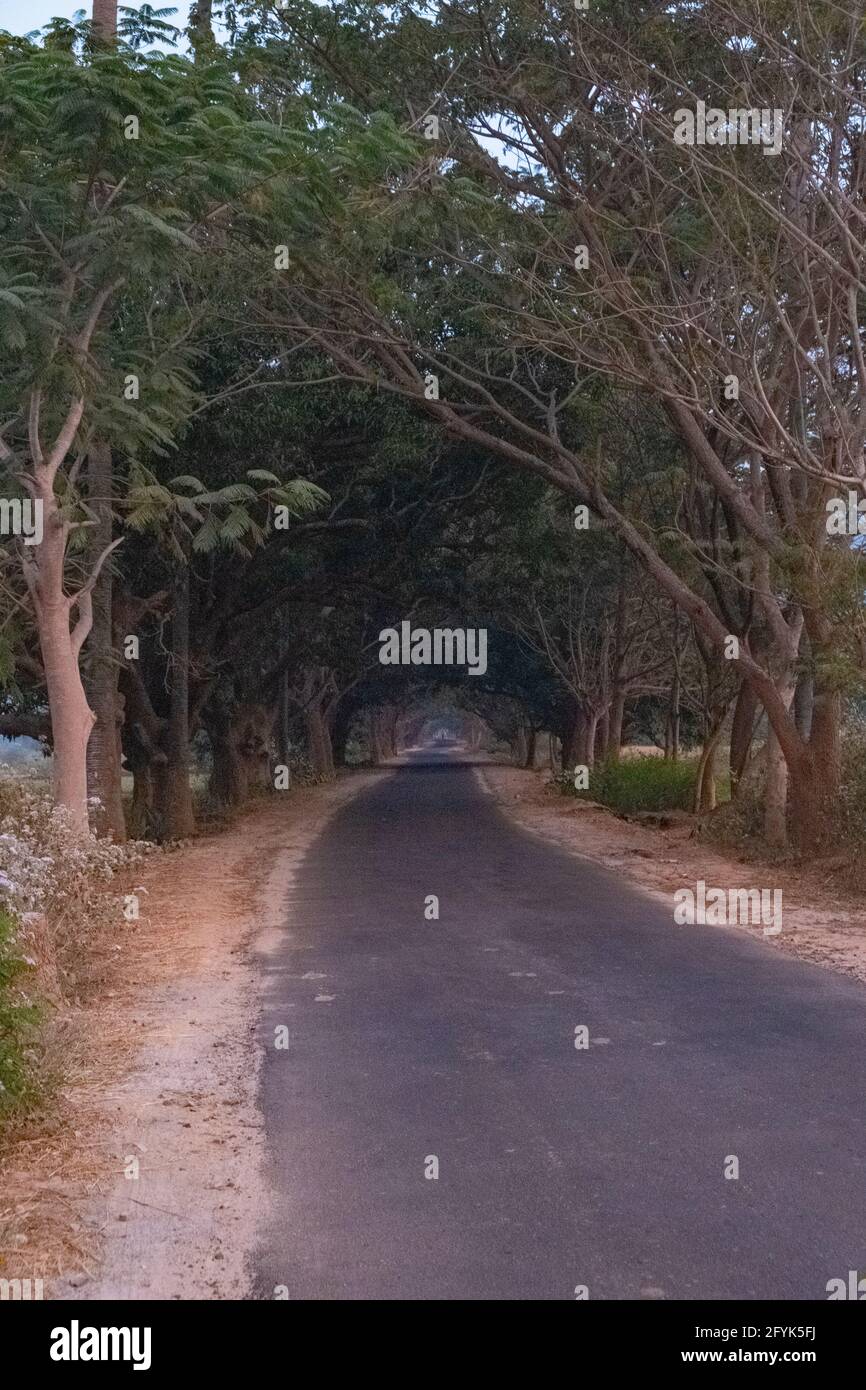 A rural road with a tree canopy Stock Photo - Alamy