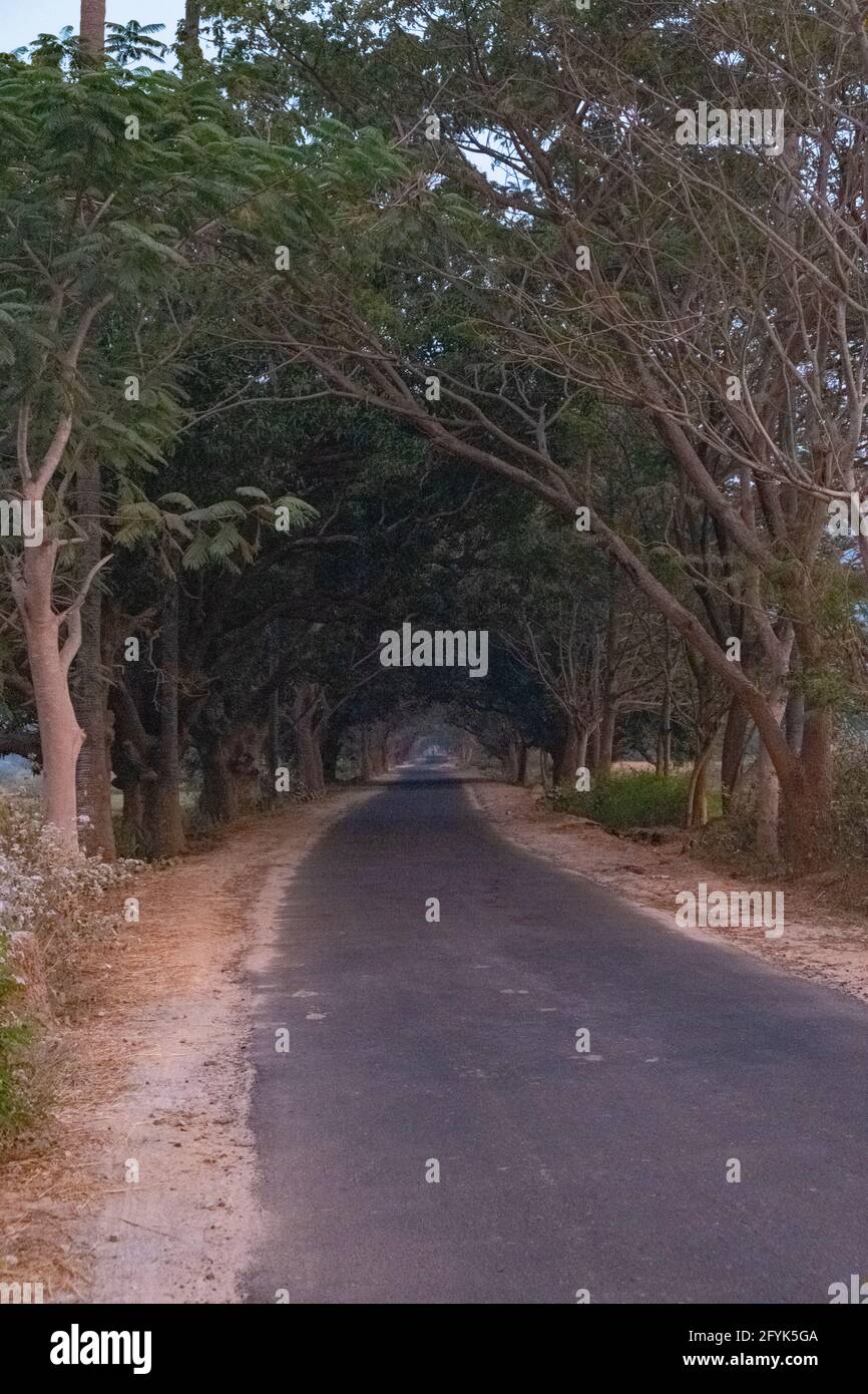 A rural road with a tree canopy Stock Photo - Alamy