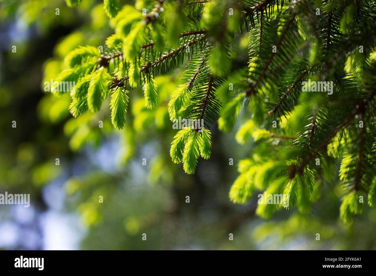 Spruce branches with young sprouts in the park. Ecological concept ...