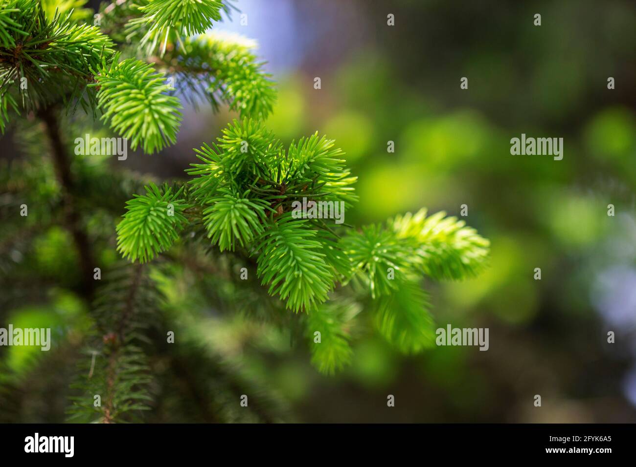 Spruce branches with young sprouts in the park. Ecological concept ...