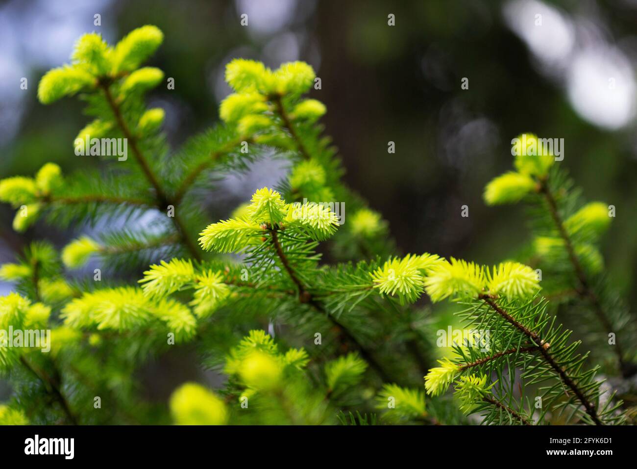 Spruce branches with young sprouts in the park. Ecological concept ...