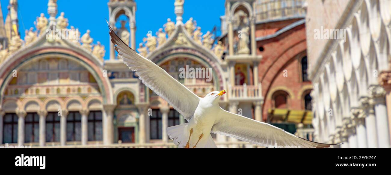Seagull flying in San Marco square of Venice city of Italy with Saint ...