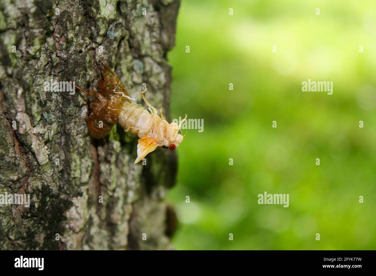 Brood x cicadas hi-res stock photography and images - Alamy