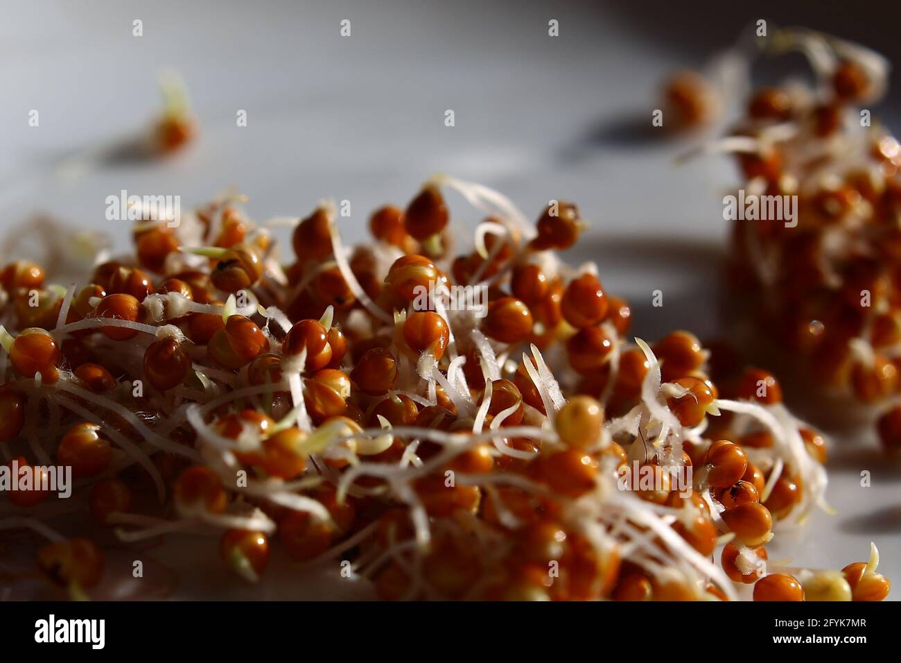 Heap of germinating millet seeds on a plate Stock Photo - Alamy