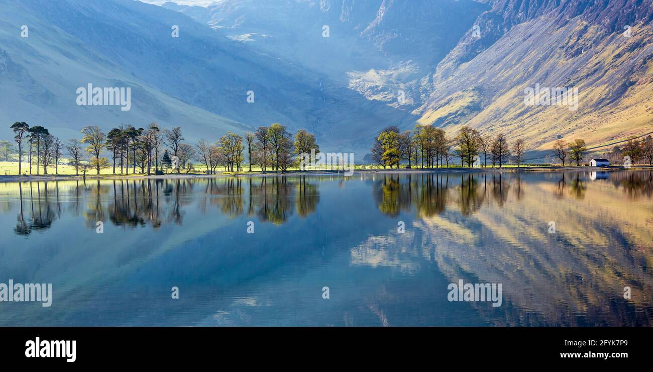 The Buttermere Pines on a beautiful still morning with reflection in ...