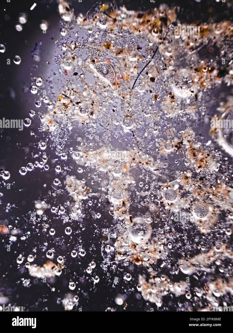 Reflected light microscopy of house dust sample Stock Photo - Alamy