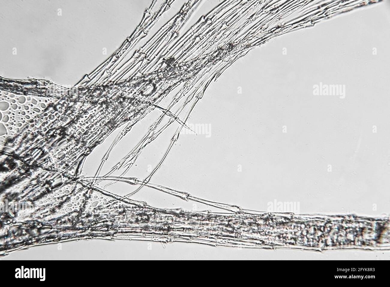 Powder down feather hi-res stock photography and images - Alamy