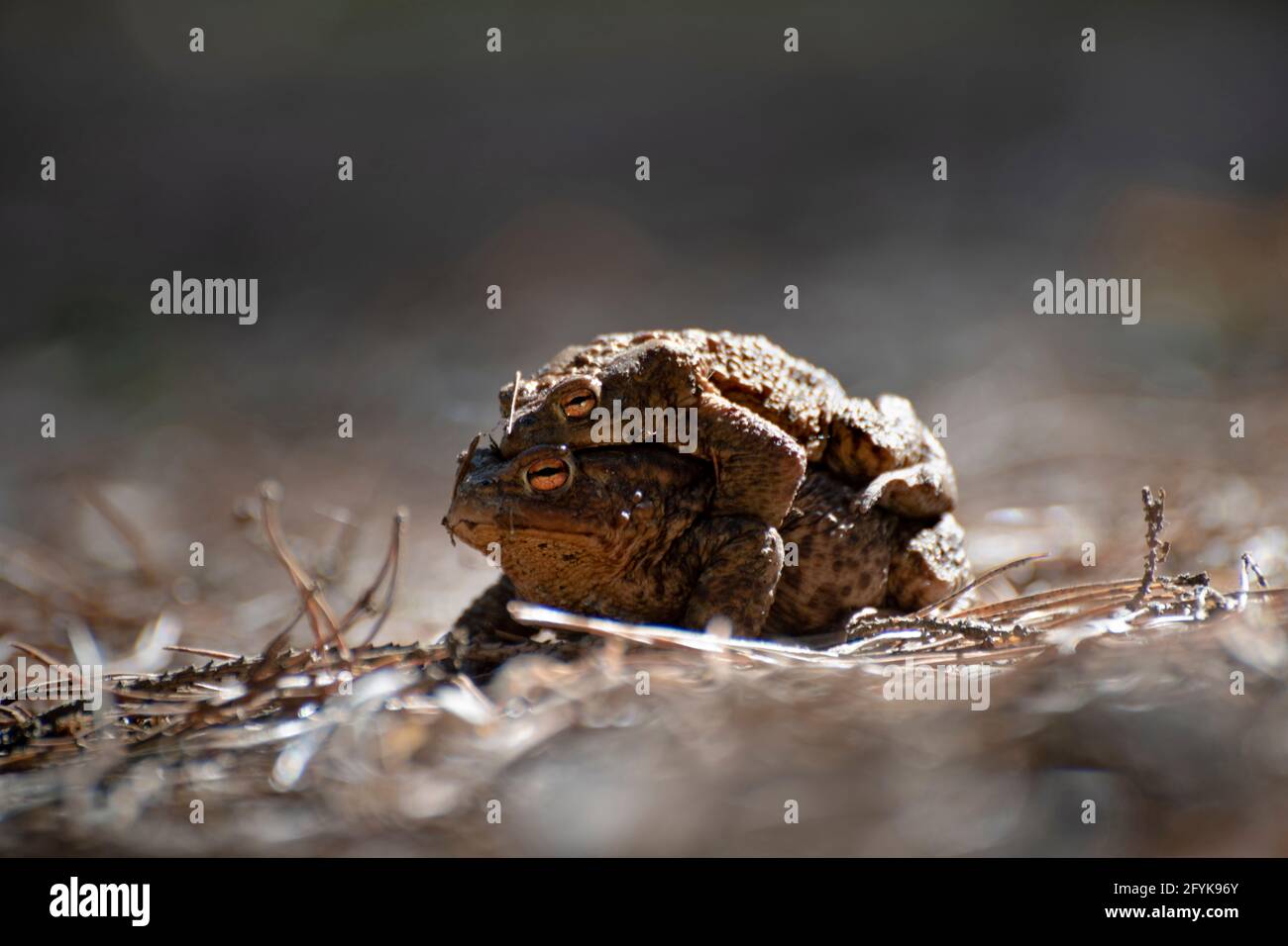Reproduction of common toads hi-res stock photography and images - Alamy